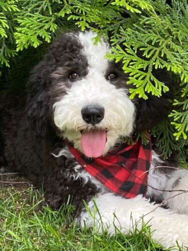 Sheepadoodles 101 [By A Sheepadoodle Owner]