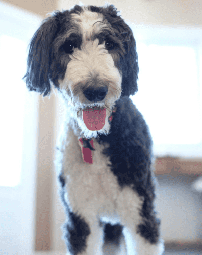 Sheepadoodles 101 [By A Sheepadoodle Owner]