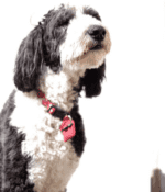 Sheepadoodles 101 [By A Sheepadoodle Owner]