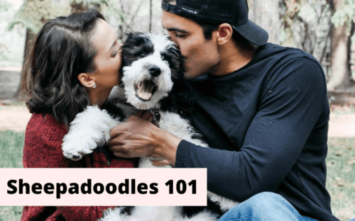 The TRUTH About Sheepadoodles (why they aren't for everybody)