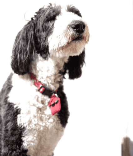 Sheepadoodles 101 [By A Sheepadoodle Owner]