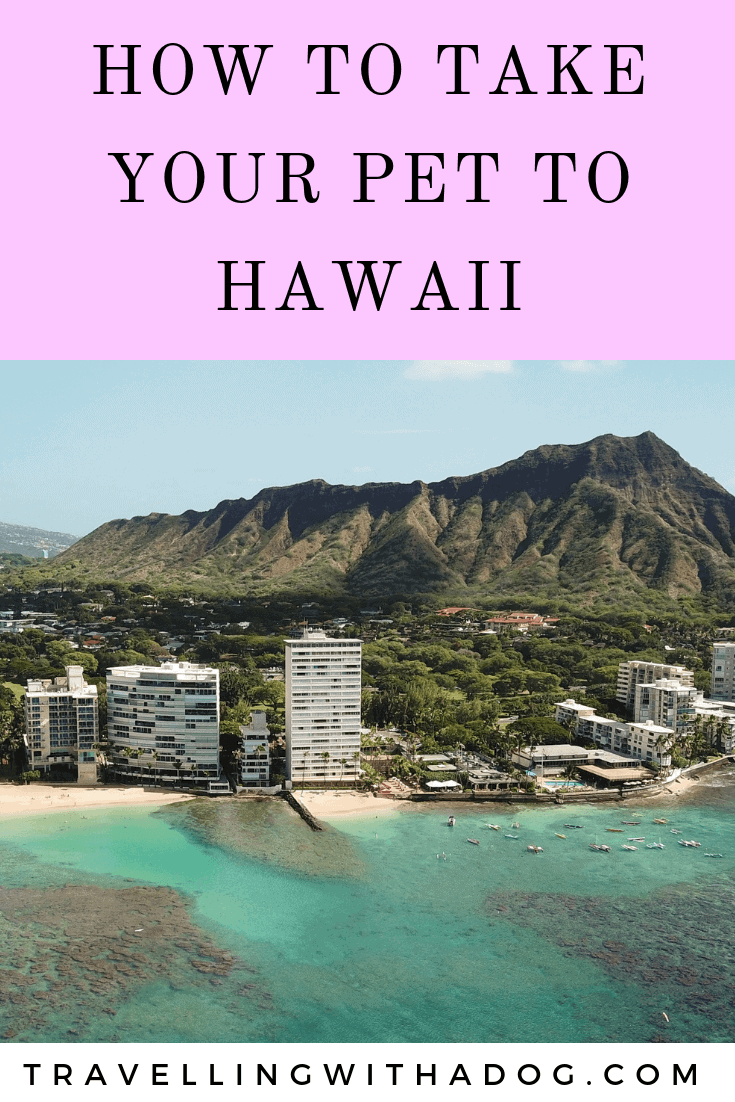 Traveling With a Pet to Hawaii - Travelling With A Dog
