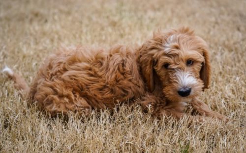 16 Doodle Rescues for Poodle Mix Dogs Near You