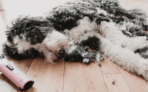 How to Groom Your Sheepadoodle at Home (Tips + Tools)