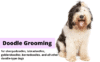 How to Groom Your Sheepadoodle at Home (Tips + Tools)