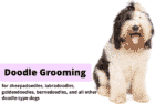 How to Groom Your Sheepadoodle at Home (Tips + Tools)