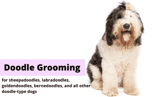 How to Groom Your Sheepadoodle at Home (Tips + Tools)