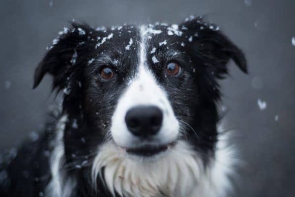 Border Collie Rescues to Find a Border Collie Dog
