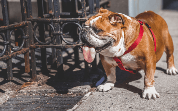 Bulldog Rescues in North America - Travelling With A Dog