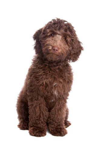 24 Popular + Rare Types of Doodle Dogs You Need to Know About