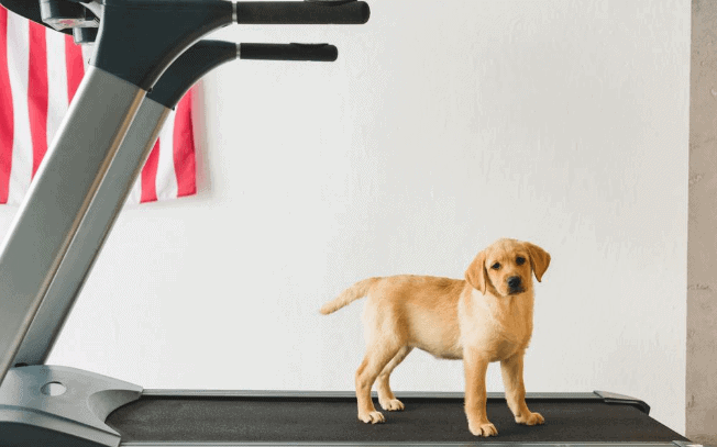 4 of the Best Treadmills for Dogs | Small, Medium & Large
