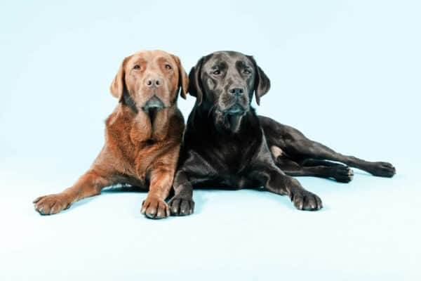Is the Goldador a "Real" Dog? Here's What We Know