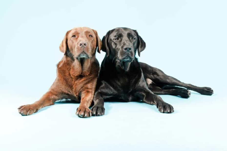 Is the Goldador a "Real" Dog? Here's What We Know