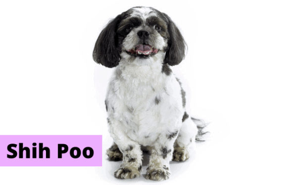 The Ultimate Guide to Shih Poos: Shih Tzu and Toy Poodle Cross ...