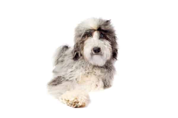 13 Different Sheepadoodle Colors + Pictures