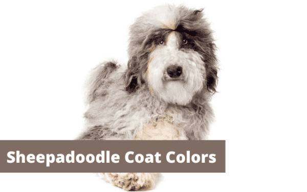 13 Different Sheepadoodle Colors + Pictures