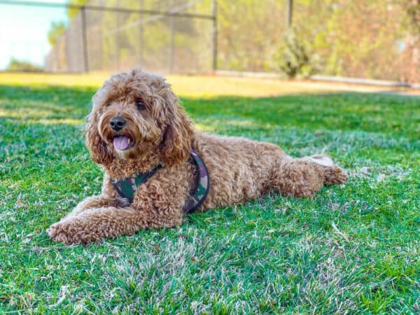 Cavapoo Vs. Cavachon: What's The Difference? - Travelling With A Dog