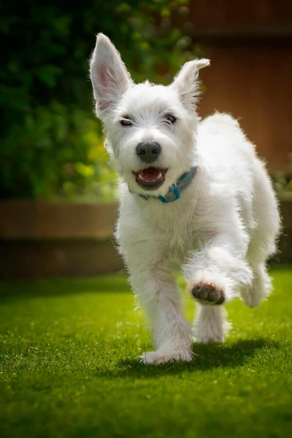 Jackapoo: Jack Russell Terrier Poodle Mix - Travelling With A Dog