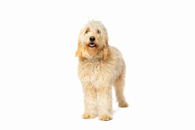 31 Popular + Rare Types of Doodle Dogs [Extensive List]