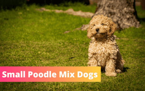 17 Small Poodle Mixes You'll Adore